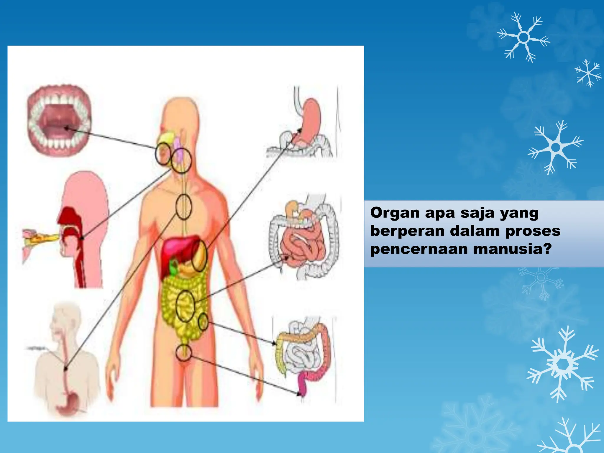 Ppt sistem pencernaan pada manusia kelas XI | PPTX