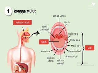 Ppt sistem pencernaan pada manusia kelas XI | PPTX