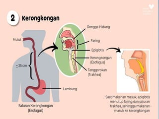 Ppt sistem pencernaan pada manusia kelas XI | PPTX