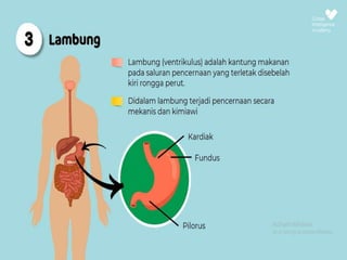 Ppt sistem pencernaan pada manusia kelas XI | PPTX
