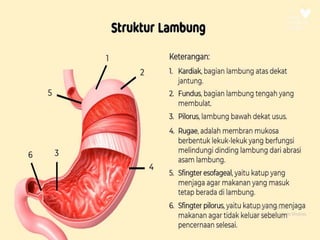 Ppt sistem pencernaan pada manusia kelas XI | PPTX