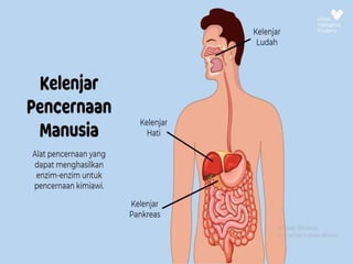 Ppt sistem pencernaan pada manusia kelas XI | PPTX