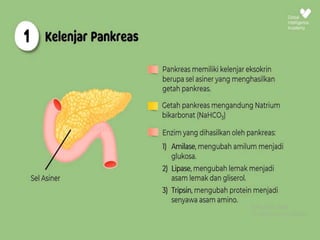Ppt sistem pencernaan pada manusia kelas XI | PPTX