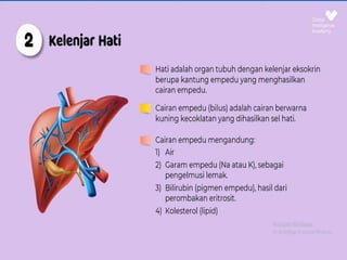 Ppt sistem pencernaan pada manusia kelas XI | PPTX