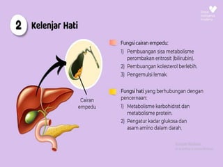Ppt sistem pencernaan pada manusia kelas XI | PPTX