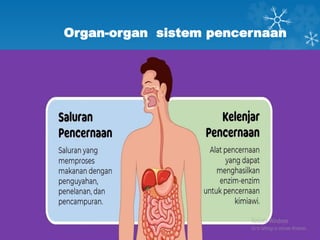 Ppt sistem pencernaan pada manusia kelas XI | PPTX