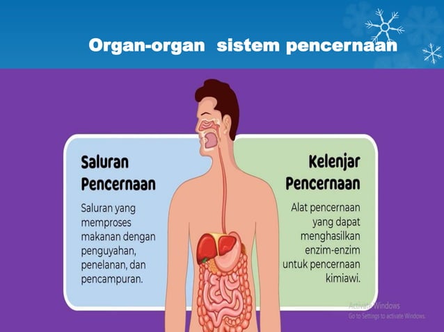 Ppt sistem pencernaan pada manusia kelas XI | PPTX