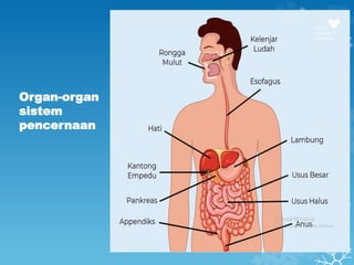 Ppt sistem pencernaan pada manusia kelas XI | PPTX