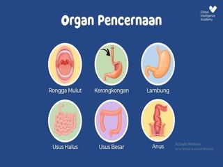 Ppt sistem pencernaan pada manusia kelas XI | PPTX