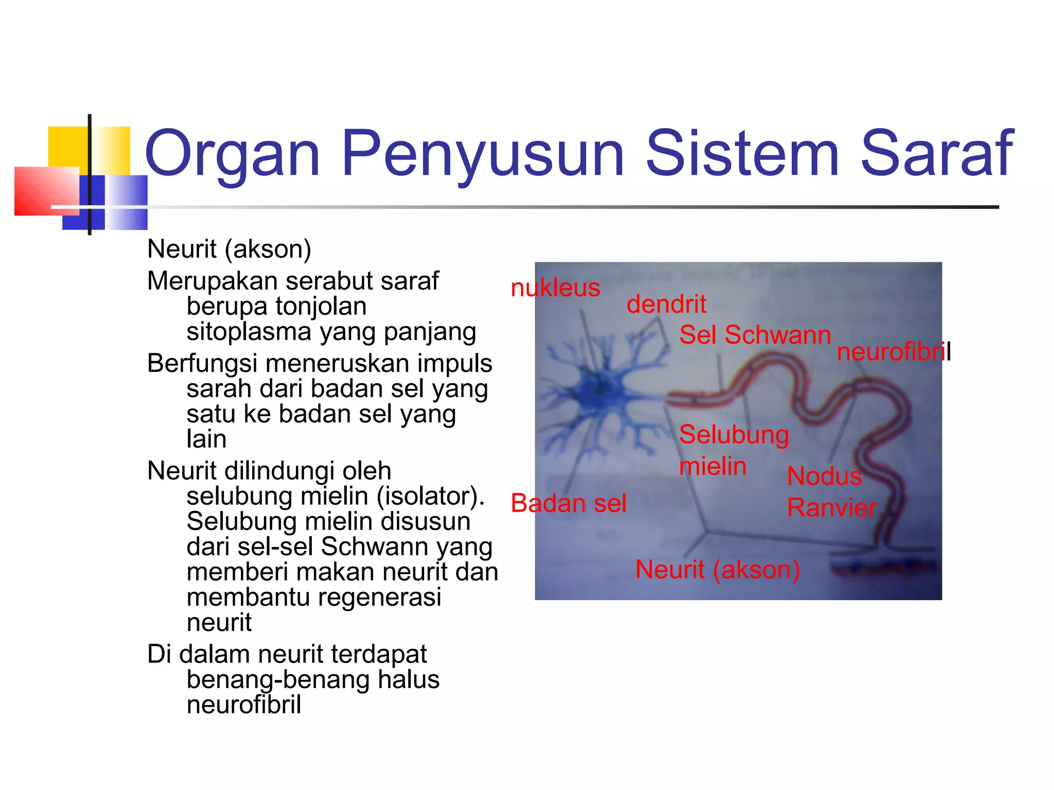Media 7.d.3 sistem koordinasi-dan-indra-pada-manusia | PPT