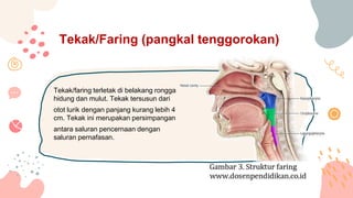 Media Ajar_Sistem Pernafasan1_Anita OK.pptx