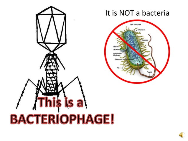 bacteriophage | PPT
