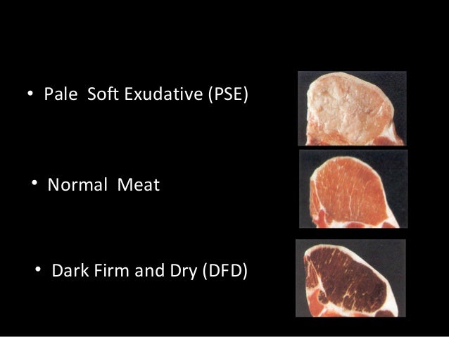 Media ayu m komposisi daging 100514