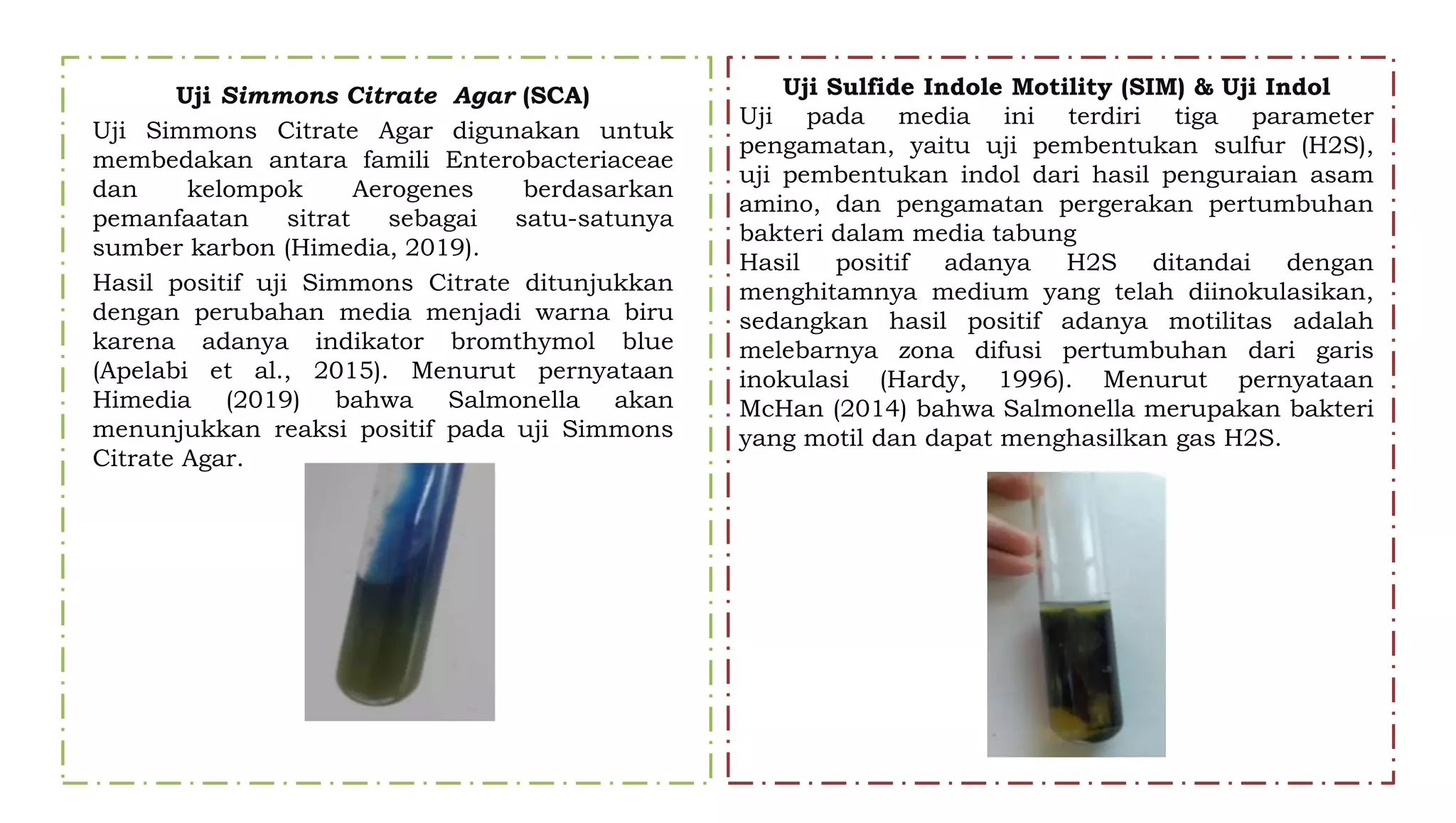 Media Bakteri Salmonella.pptx