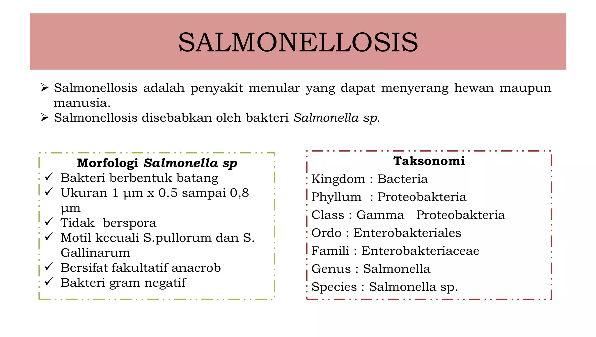 Media Bakteri Salmonella.pptx