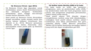 Media Bakteri Salmonella.pptx