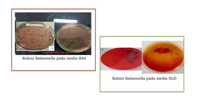 Media Bakteri Salmonella.pptx
