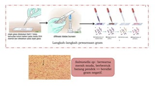 Media Bakteri Salmonella.pptx