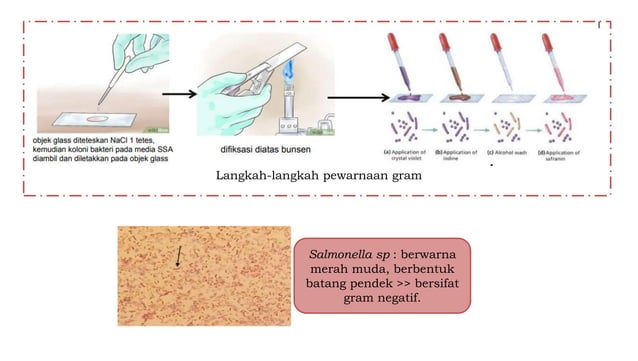 Media Bakteri Salmonella.pptx
