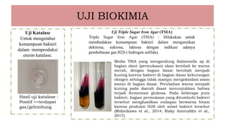 Media Bakteri Salmonella.pptx