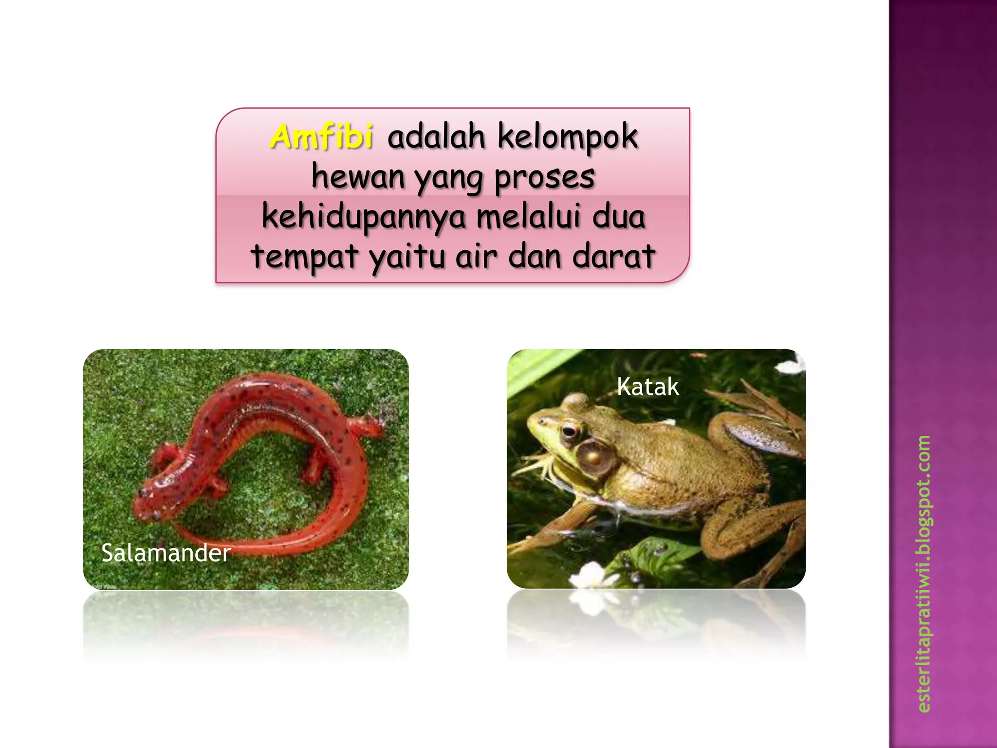 PENGGOLONGAN JENIS HEWAN BERDASARKAN TEMPAT HIDUPNYA | PPTX