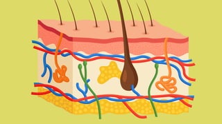 MEDIA SISTEM EKSKRESI KULIT MATA PELAJARAN IPA | PPT