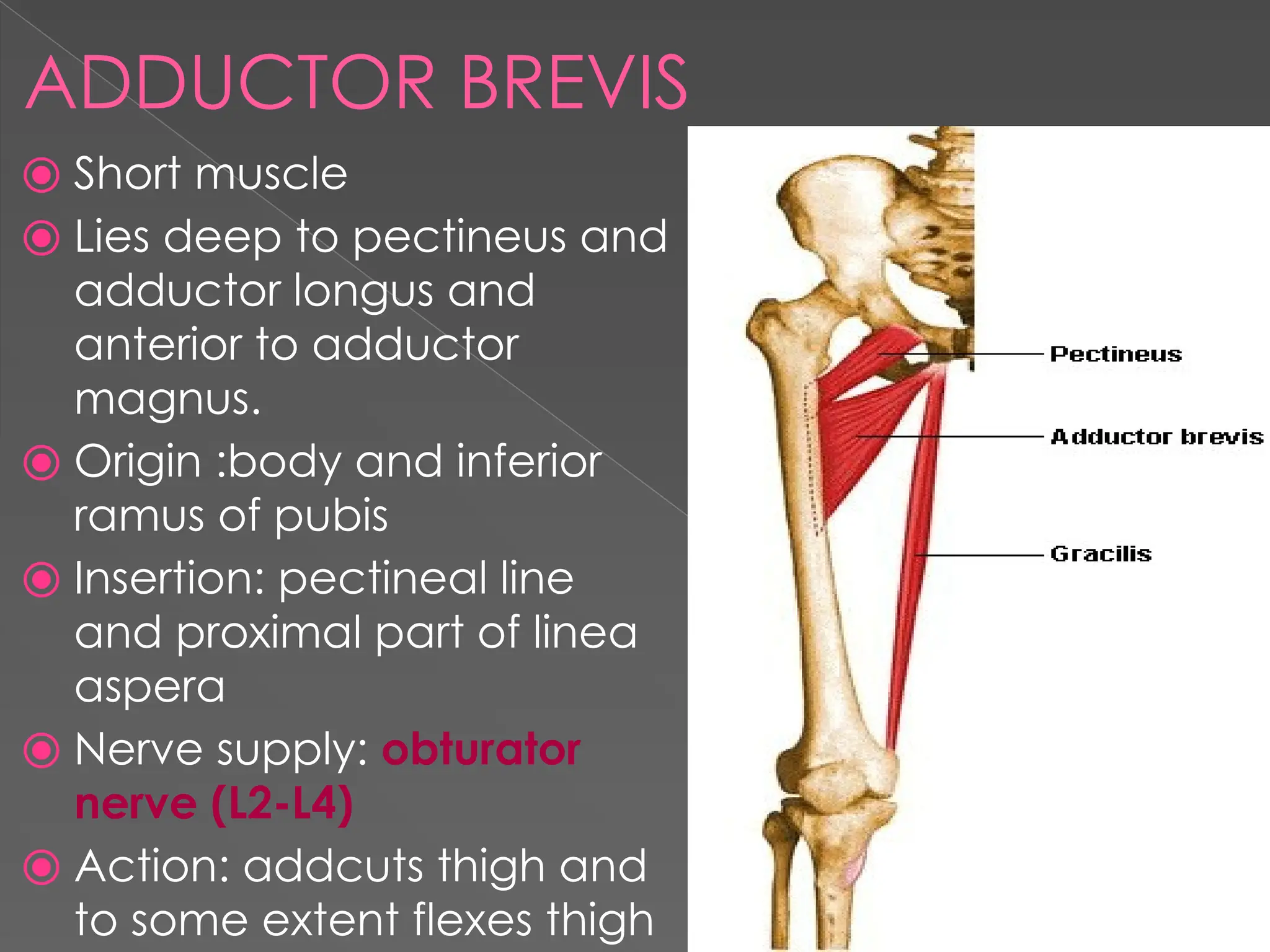 MEDIAL-AND-POSTERIOR-COMPARTMENT-OF-THIGH---Copy-07102024-091954am[1].pptx