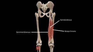 medial and posterior muscles.pdfytfgghjj | PDF