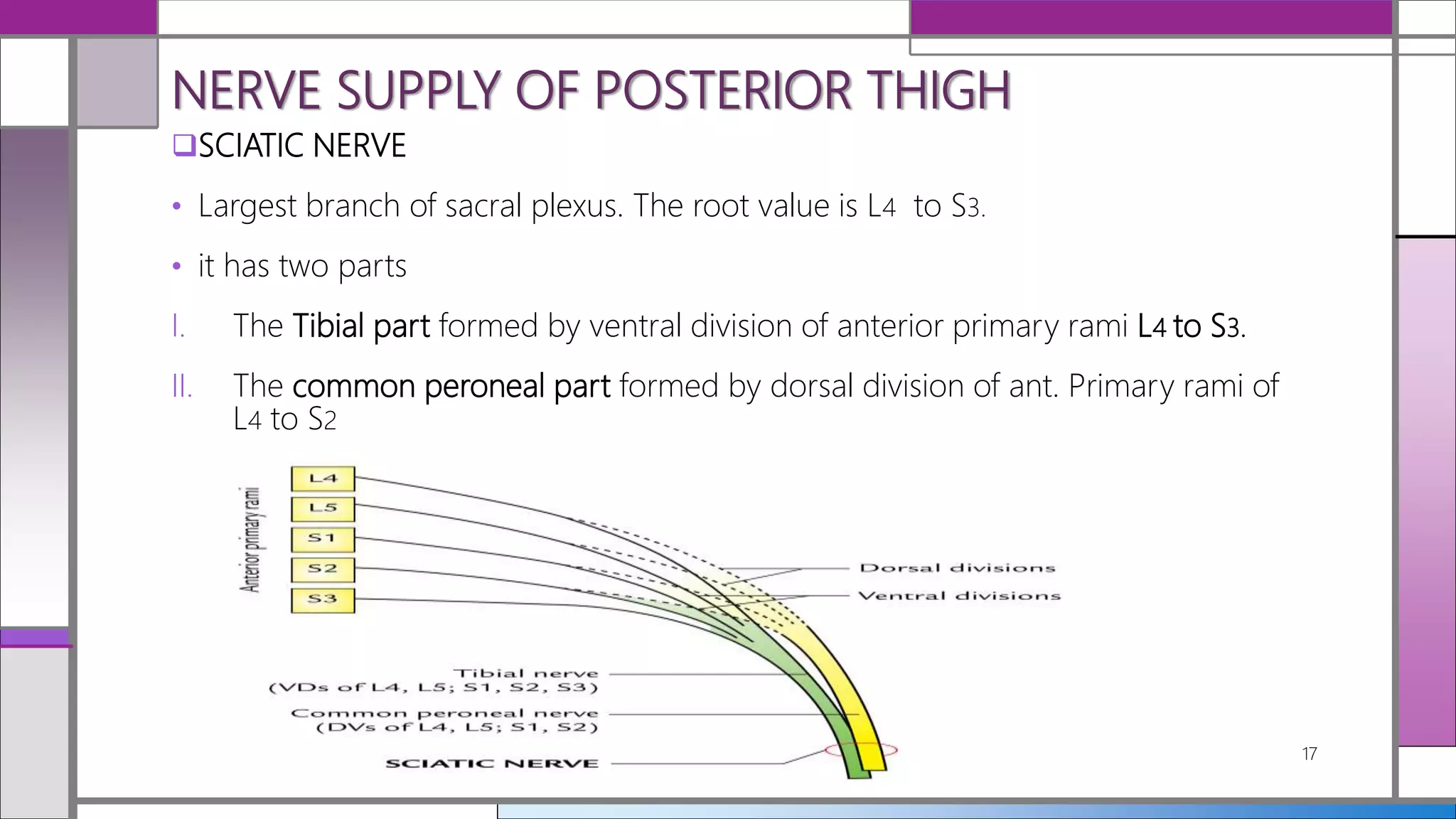 Medial and posterior thigh | PPTX | Death, Injury, or Military Conflict ...