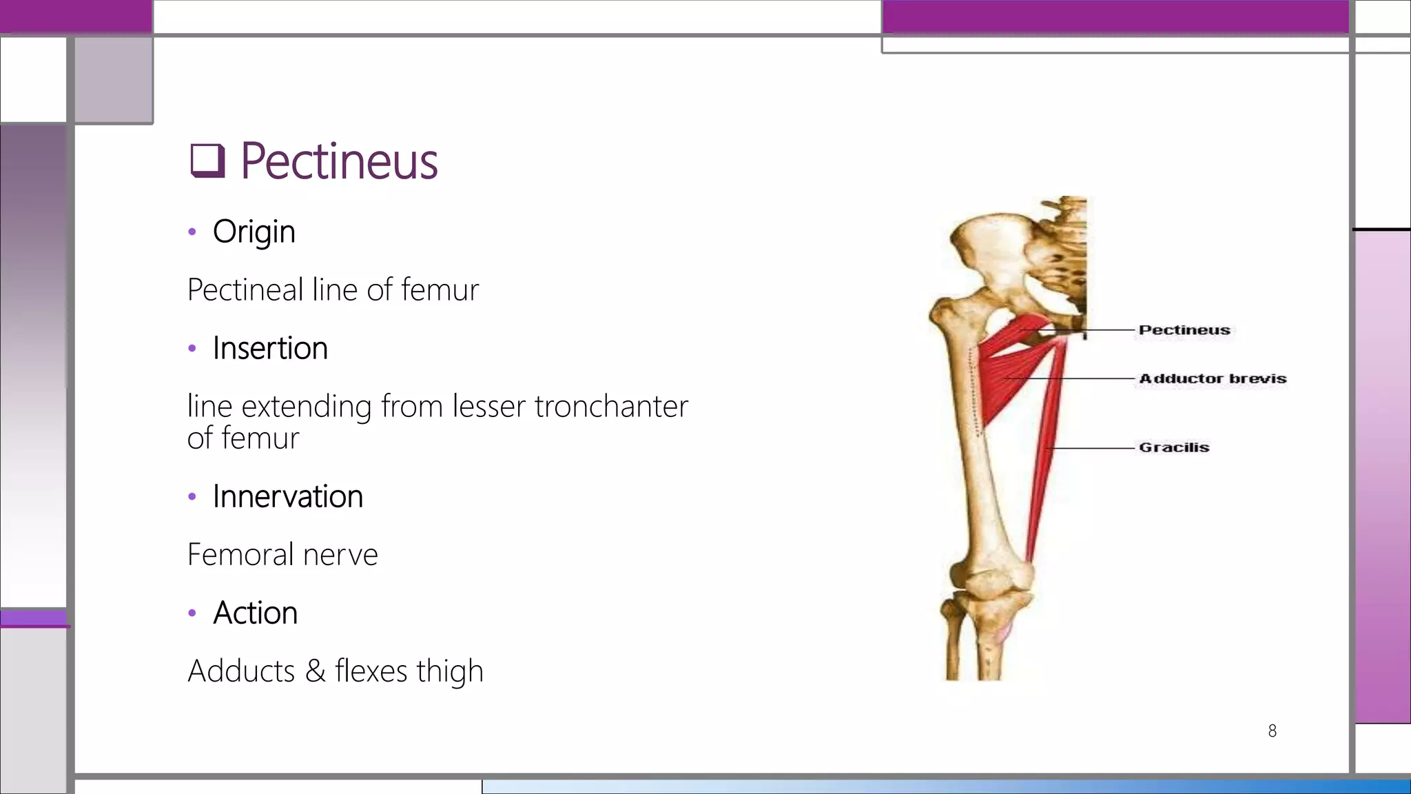 Medial and posterior thigh | PPTX