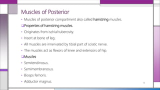Medial and posterior thigh | PPTX