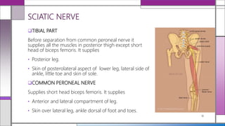 Medial and posterior thigh | PPTX
