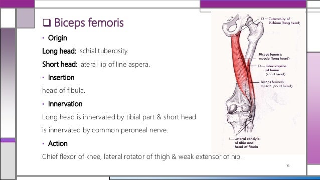 Medial and posterior thigh