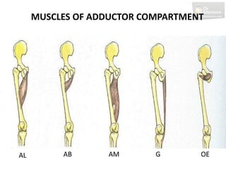 Medial Compartment.pdf hip and thigh revision | PDF