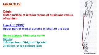 Medial Compartment of the thigh Prof Dr Mohamed El-Badry Mohamed.pdf