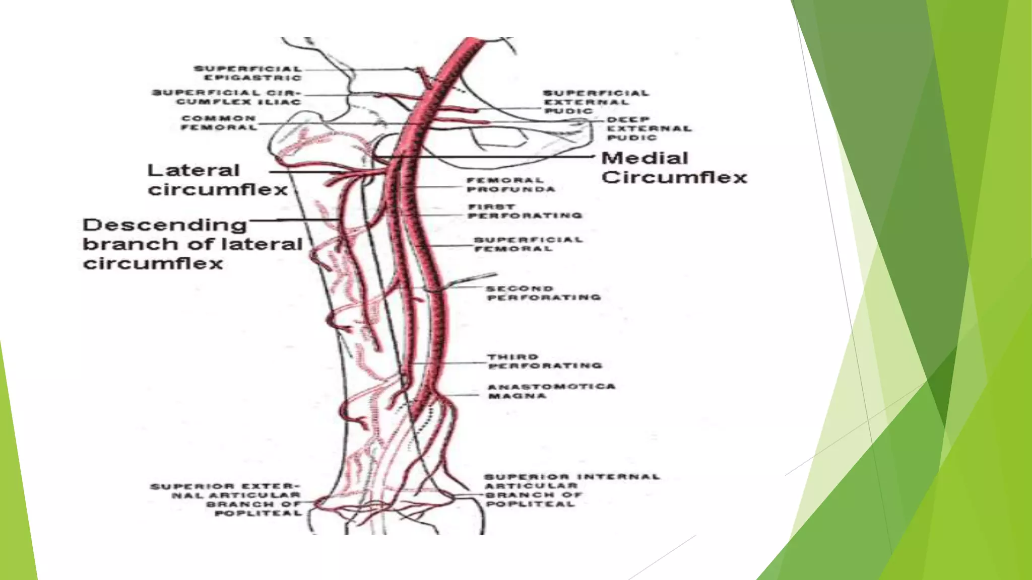 Medial compartment of thigh | PPTX