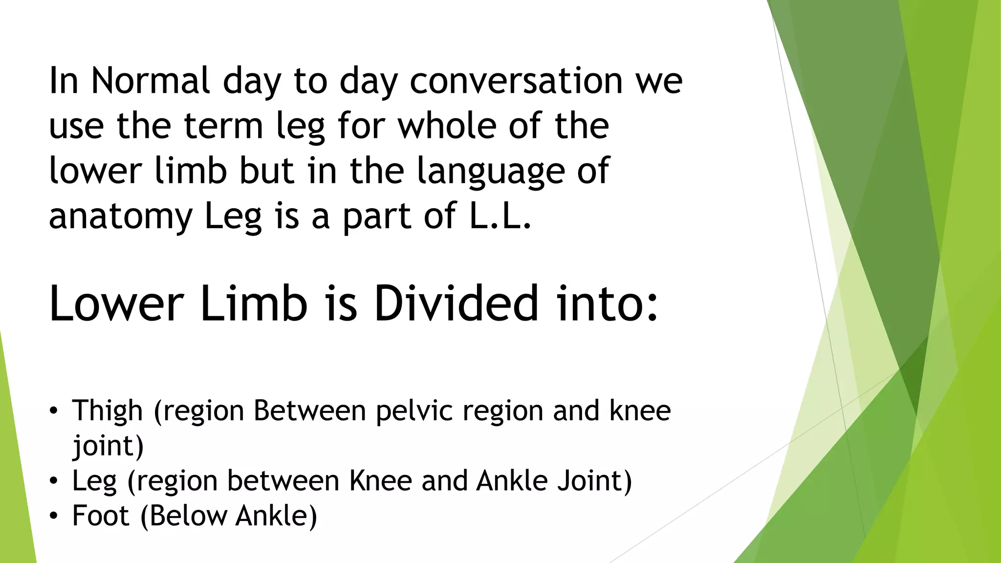 Medial compartment of thigh | PPTX