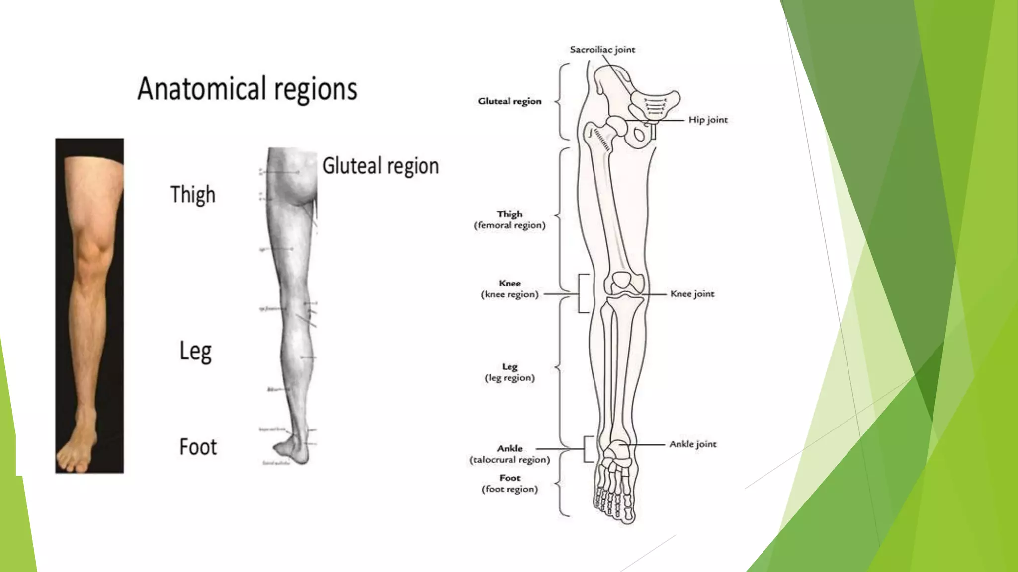 Medial compartment of thigh | PPTX