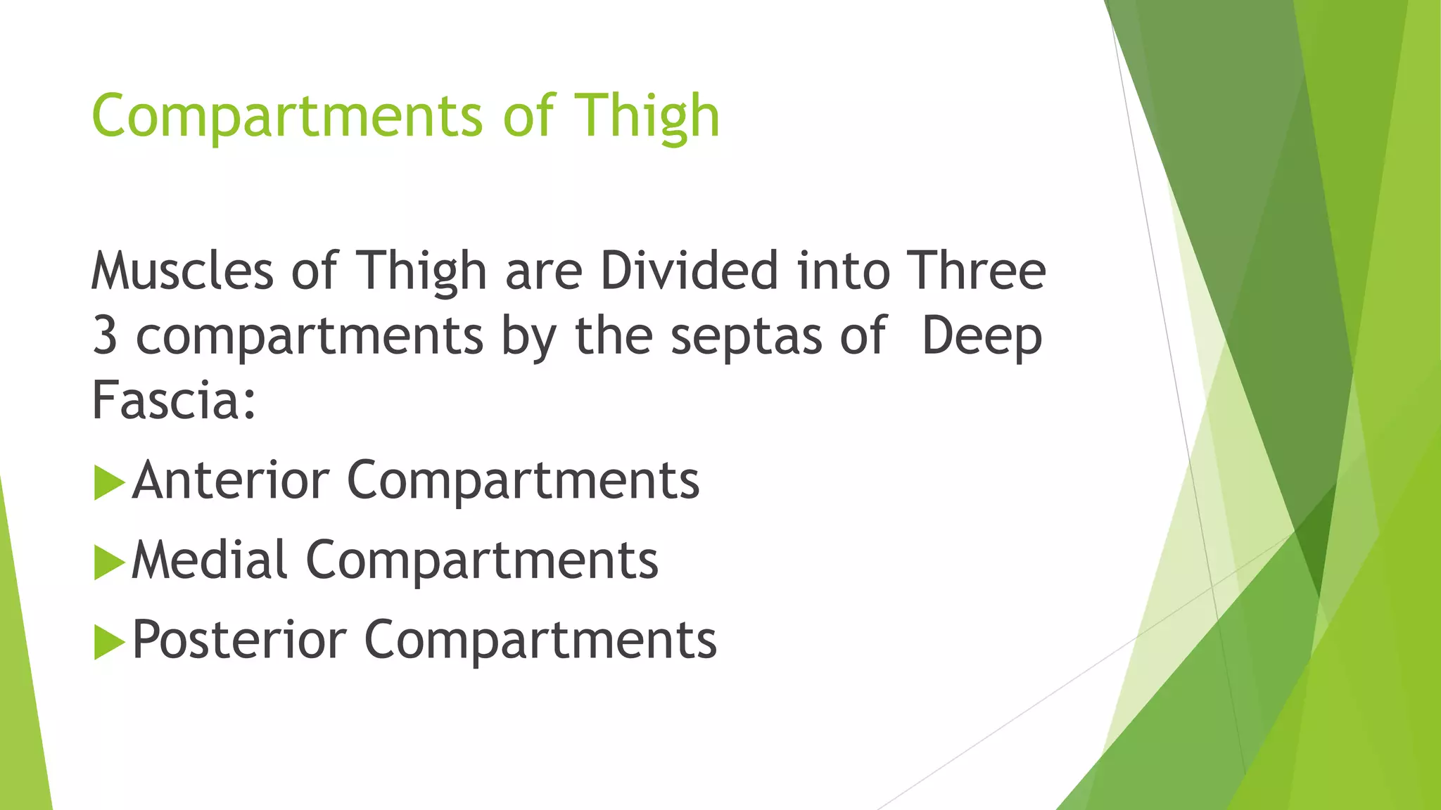 Medial compartment of thigh | PPTX