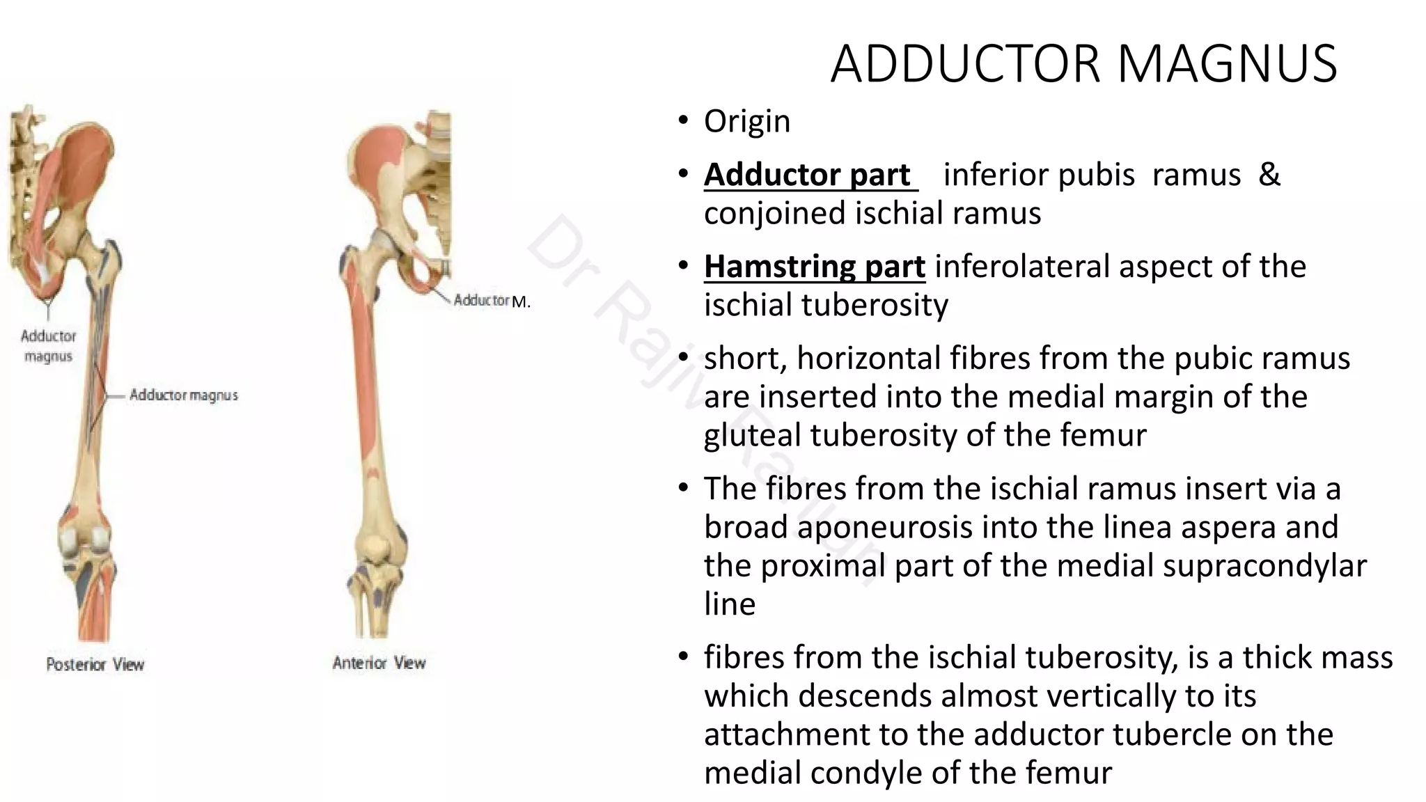 Medial compartment of thigh | PDF