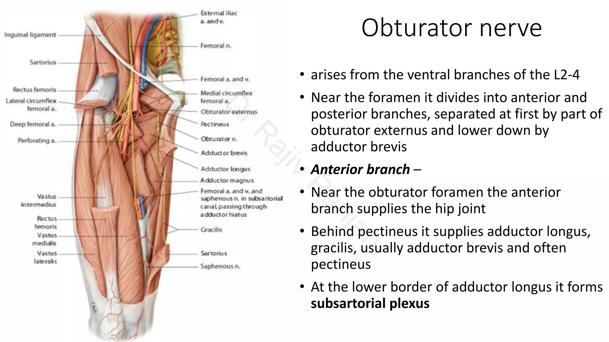 Medial compartment of thigh | PDF