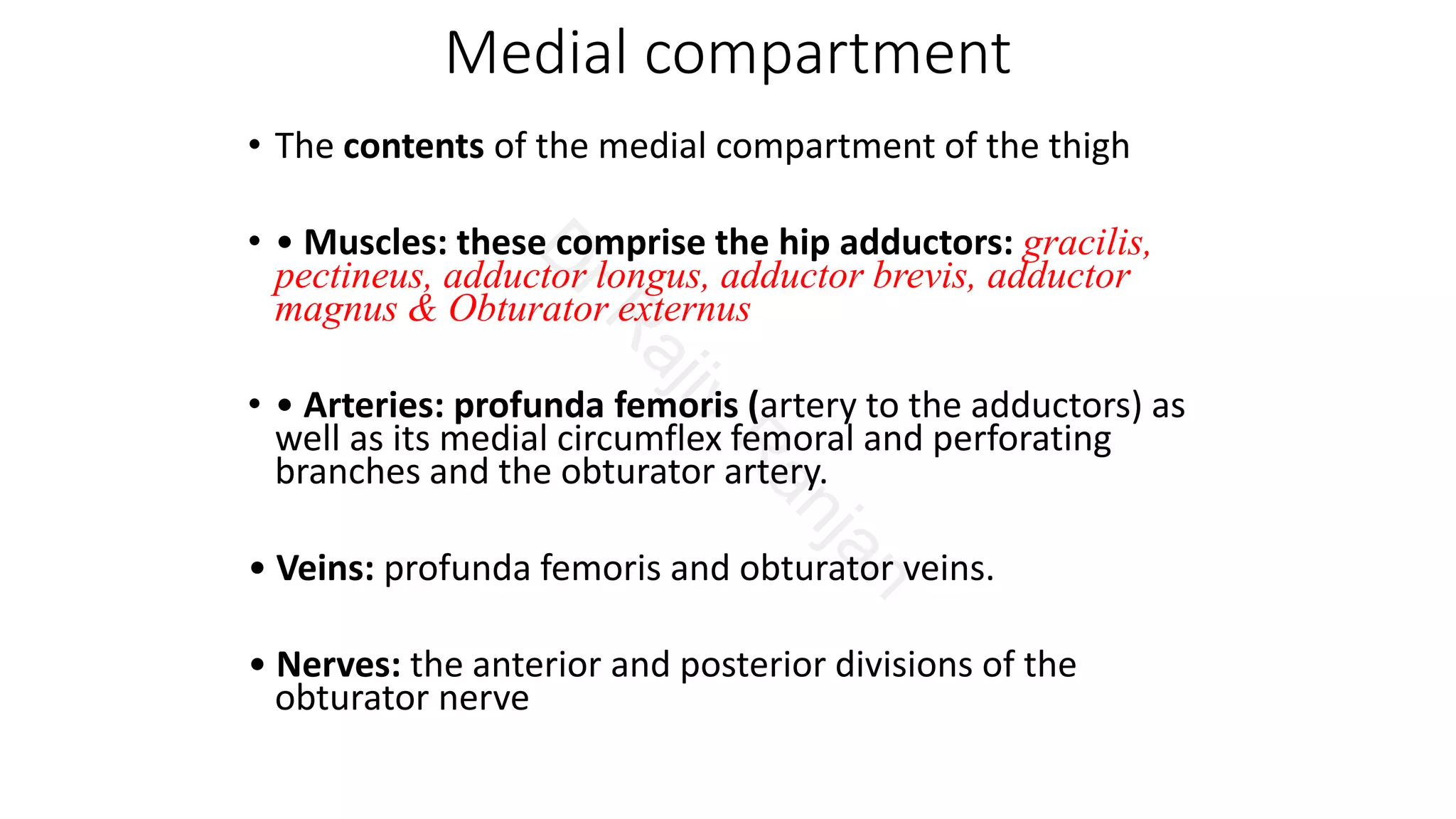 Medial compartment of thigh | PDF