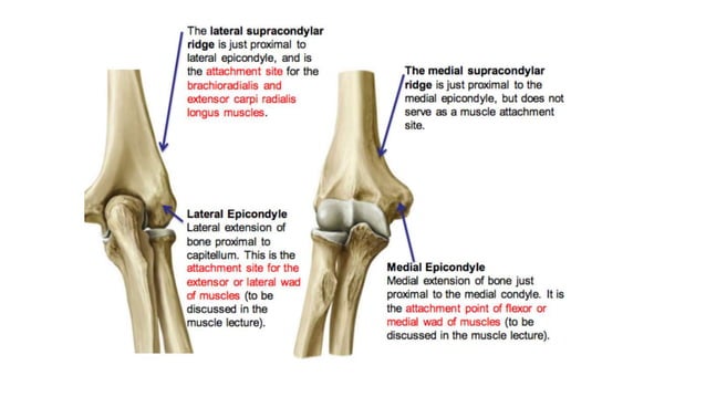 MEDIAL EPICONDYLE VASU.pptx