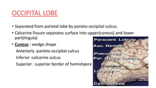MEDIAL HEMISPHERIC SURFACE.pptx