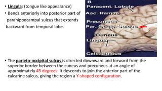 MEDIAL HEMISPHERIC SURFACE.pptx