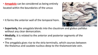 MEDIAL HEMISPHERIC SURFACE.pptx