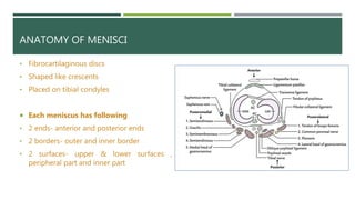 Medial meniscus injury and physiotherapy treatment | PPT