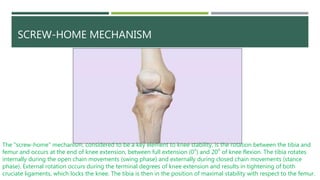Medial meniscus injury and physiotherapy treatment | PPT