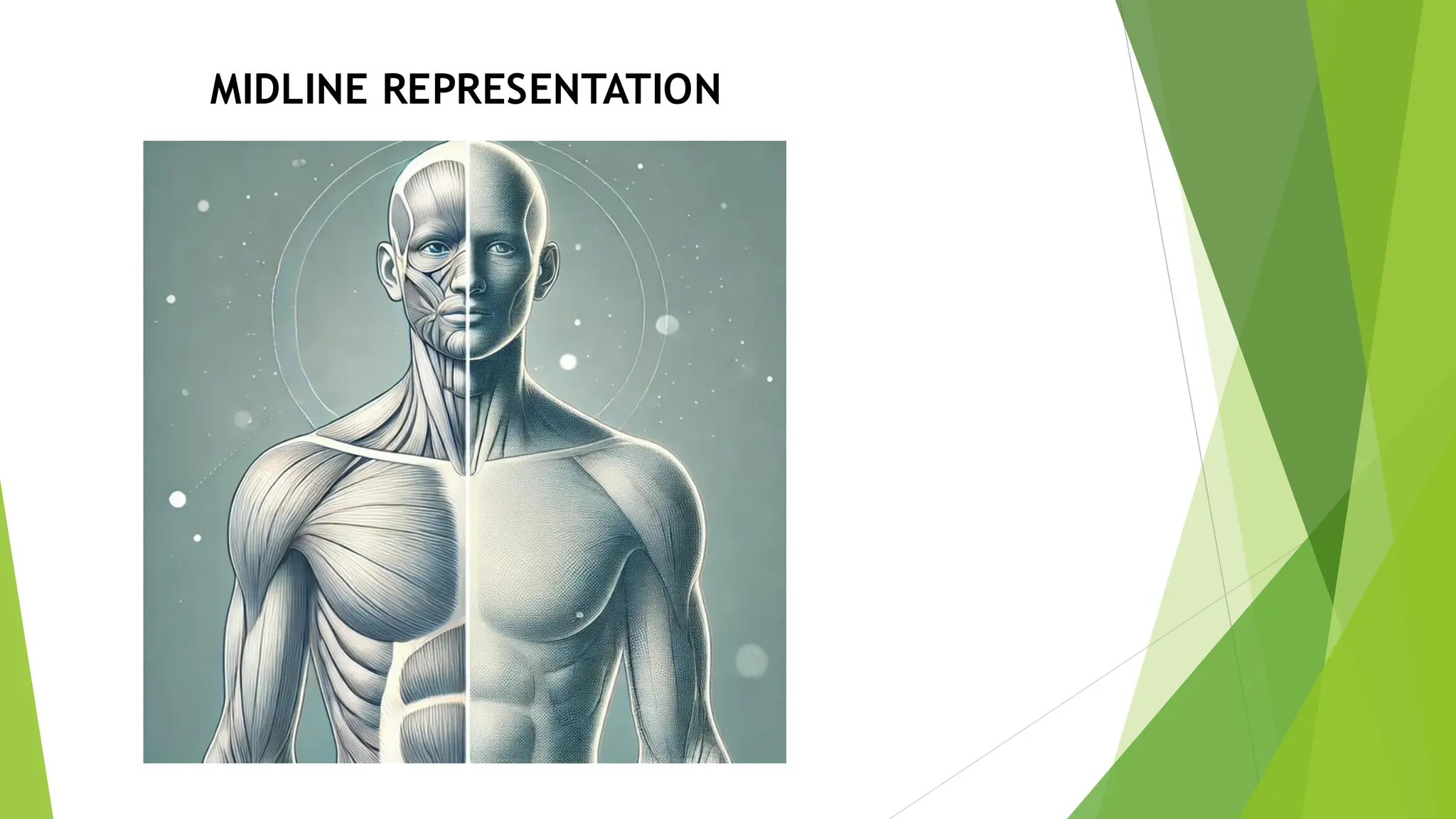 ANATOMICAL LINES. (medial and midline) | PDF