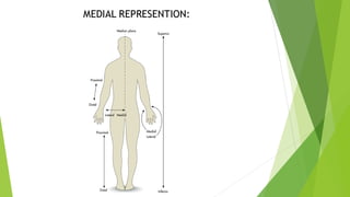 ANATOMICAL LINES. (medial and midline) | PDF